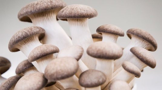 Black Pearl – Fresh Agro Products